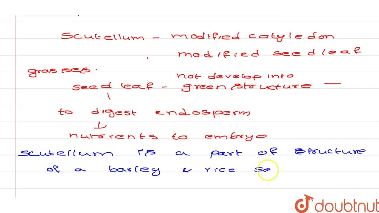 [Telugu Solution] What is meant by scutellum ? In which type of seeds