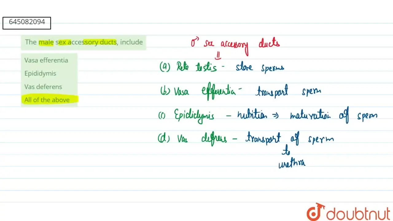 (3) vas deference, rete testis, vasa efferentia, epididymis