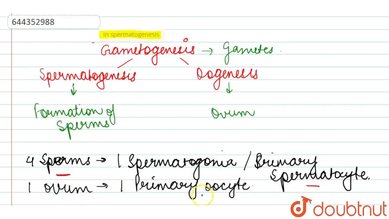 Spermatid , Spermatogonia , Spermatocytes , Sperm
