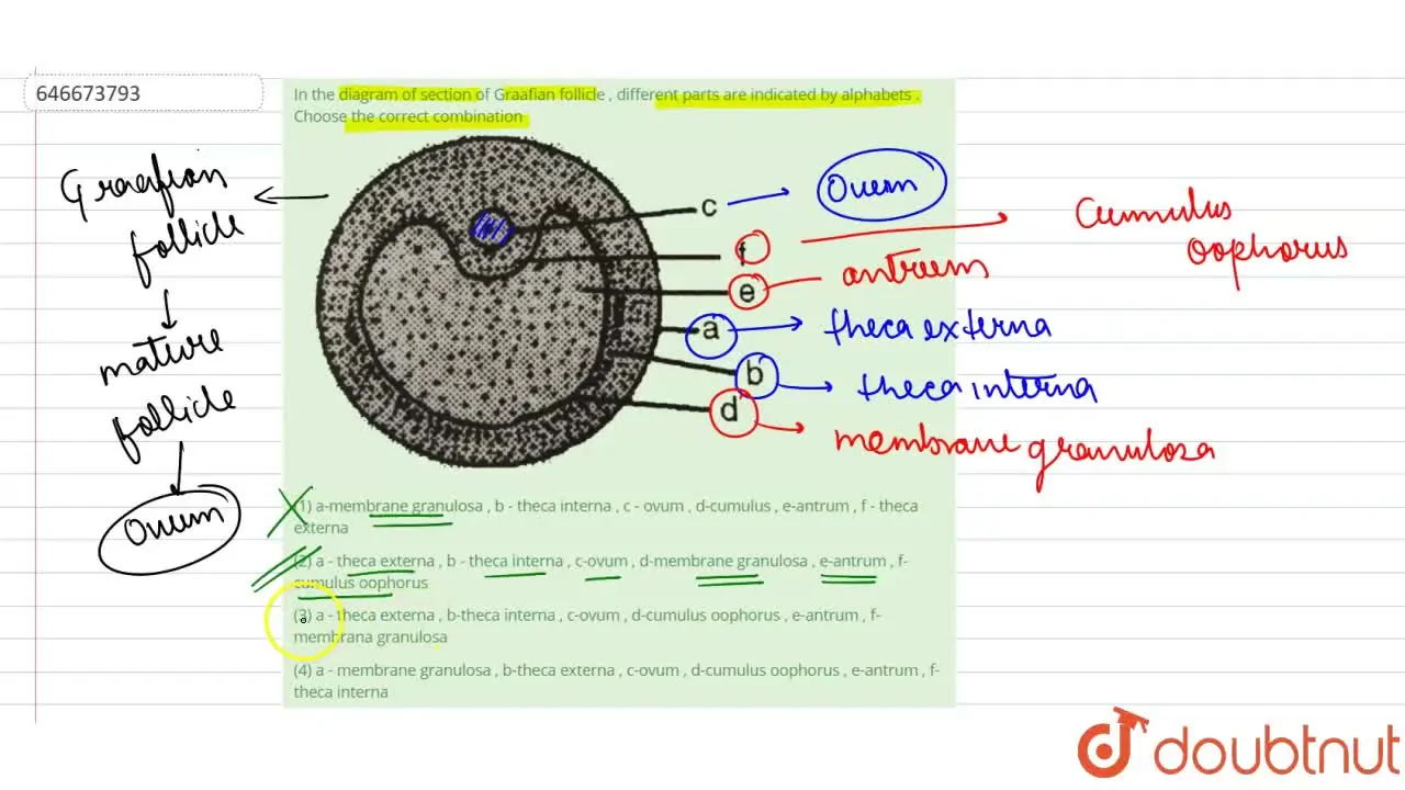 (3) a - theca externa , b-theca interna , c-ovum , d-cumulus oophorus